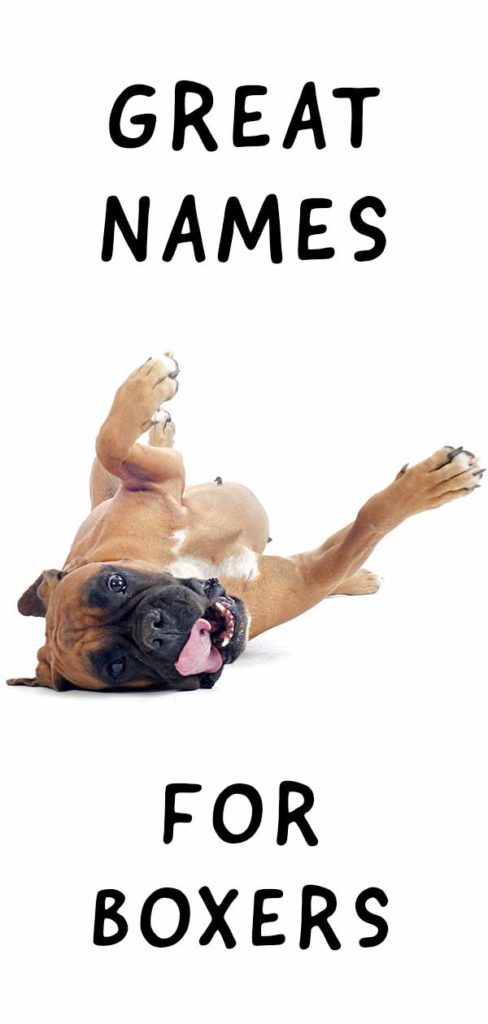 Boxer Names: des idées brillantes pour nommer votre beau chien Boxer ...