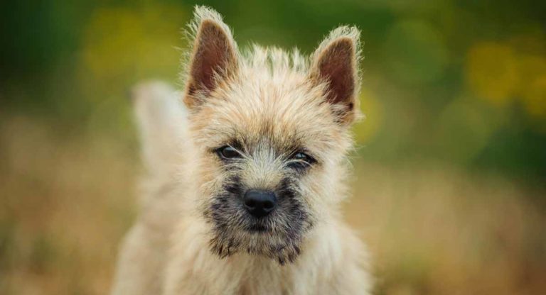 Dogs With Pointy Ears