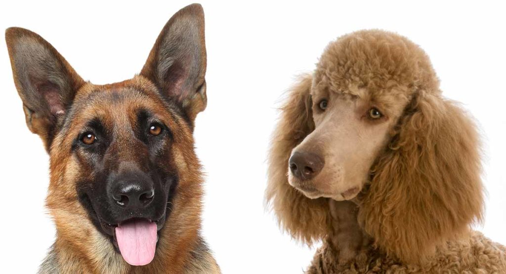 Shepadoodle caractère