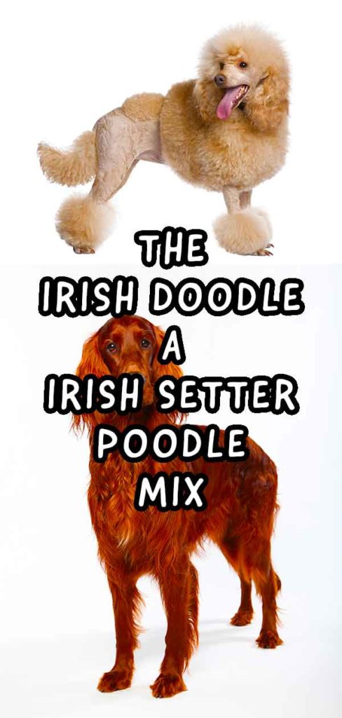 Irish Doodle Information Center - The Irish Setter Poodle Mix Breed ...