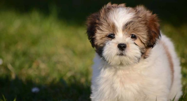 Most Affectionate Dog Breeds - The Top 20 Cuddly Canines