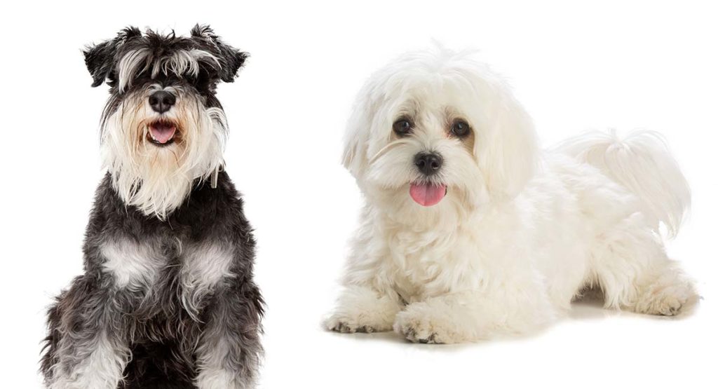 Mauzer Mix Breed Information - The Maltese Miniature Schnauzer Guide