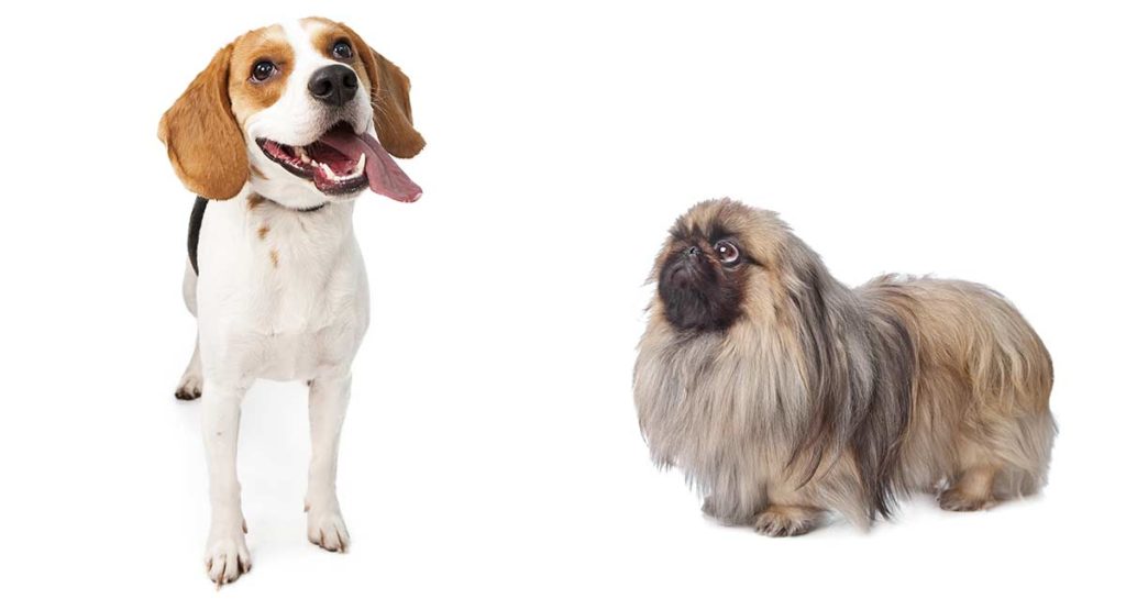 Madison Guthrie, Author at The Happy Puppy Site - Page 3 of 3