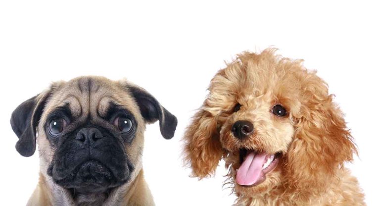 Pugapoo-El Perro Perruno de Raza Mixta | Mex Alex