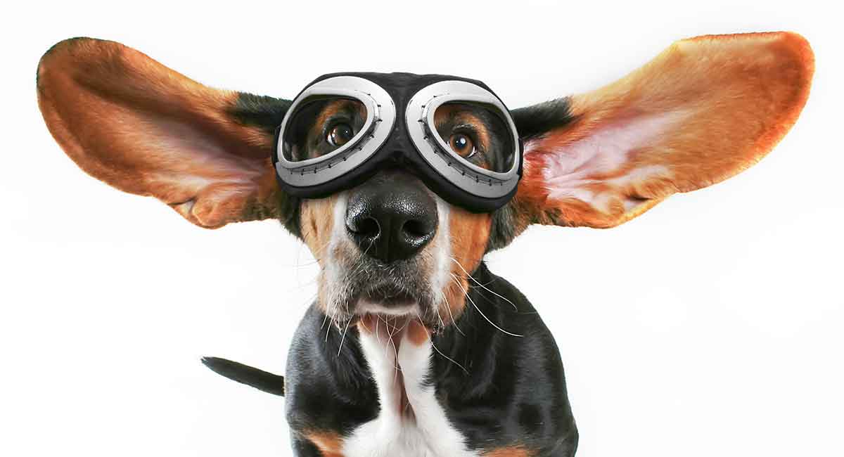 Best Dog Goggles Eye Protection Or Vision Enhancement