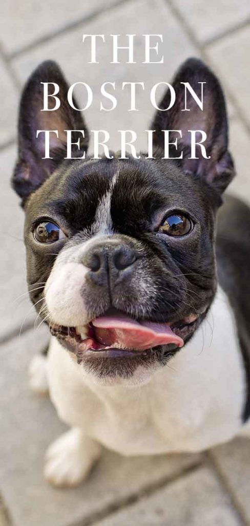 Boston Terrier - Is This The Right Breed For You?