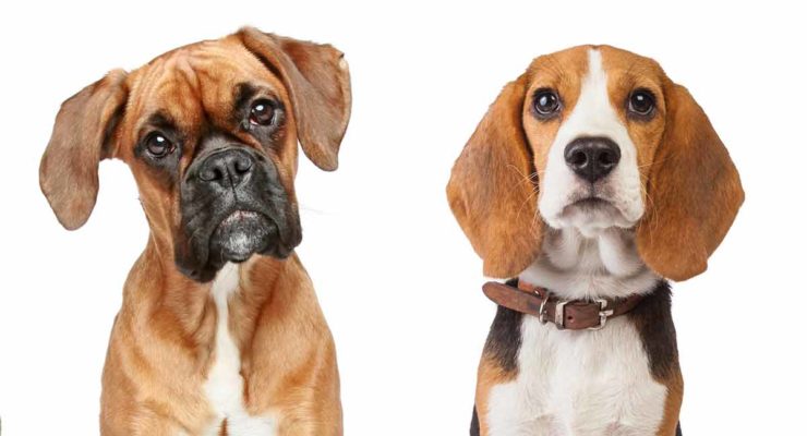Mezcla de bóxer y beagle - Conoce al Bogle, un cruce cariñoso y ...