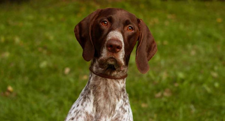 Sporting Dogs - A Guide To Our Hunting Dogs And Gundog Breeds