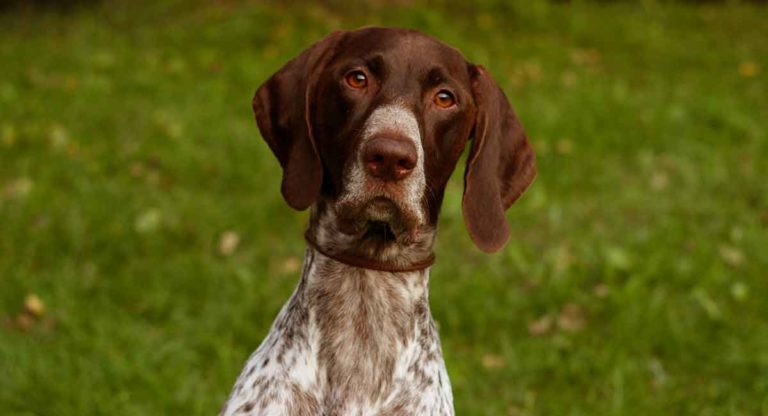 Sporting Dogs - A Guide To Our Hunting Dogs And Gundog Breeds