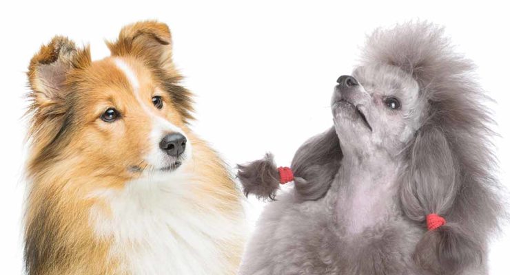 Small Poodle Mixes - 22 Adorable, Curly Poodle Mix Dogs