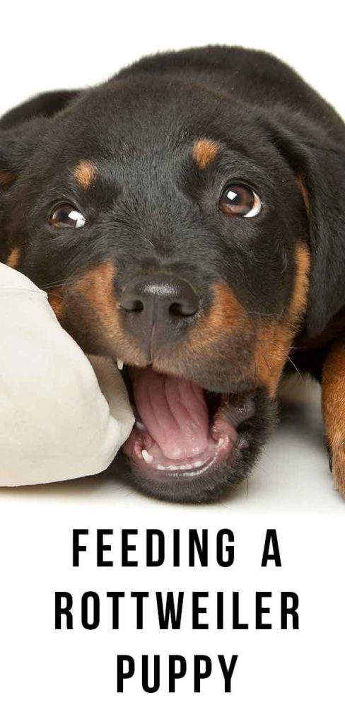 Feeding a Rottweiler Puppy - Schedules, Quantities and More