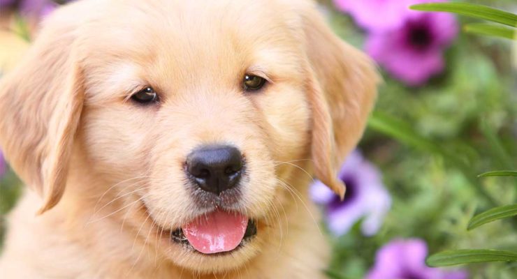 40 Fascinating Golden Retriever Facts You Simply Won't Believe