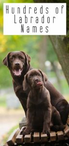 Labrador Names - Over 300 Yellow, Black and Chocolate Lab Names