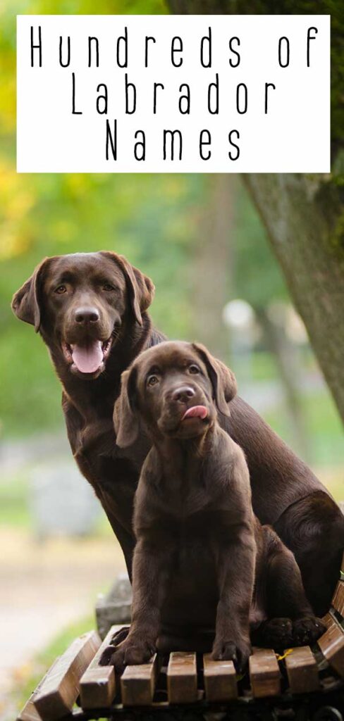 Labrador Names - Over 300 Yellow, Black and Chocolate Lab Names
