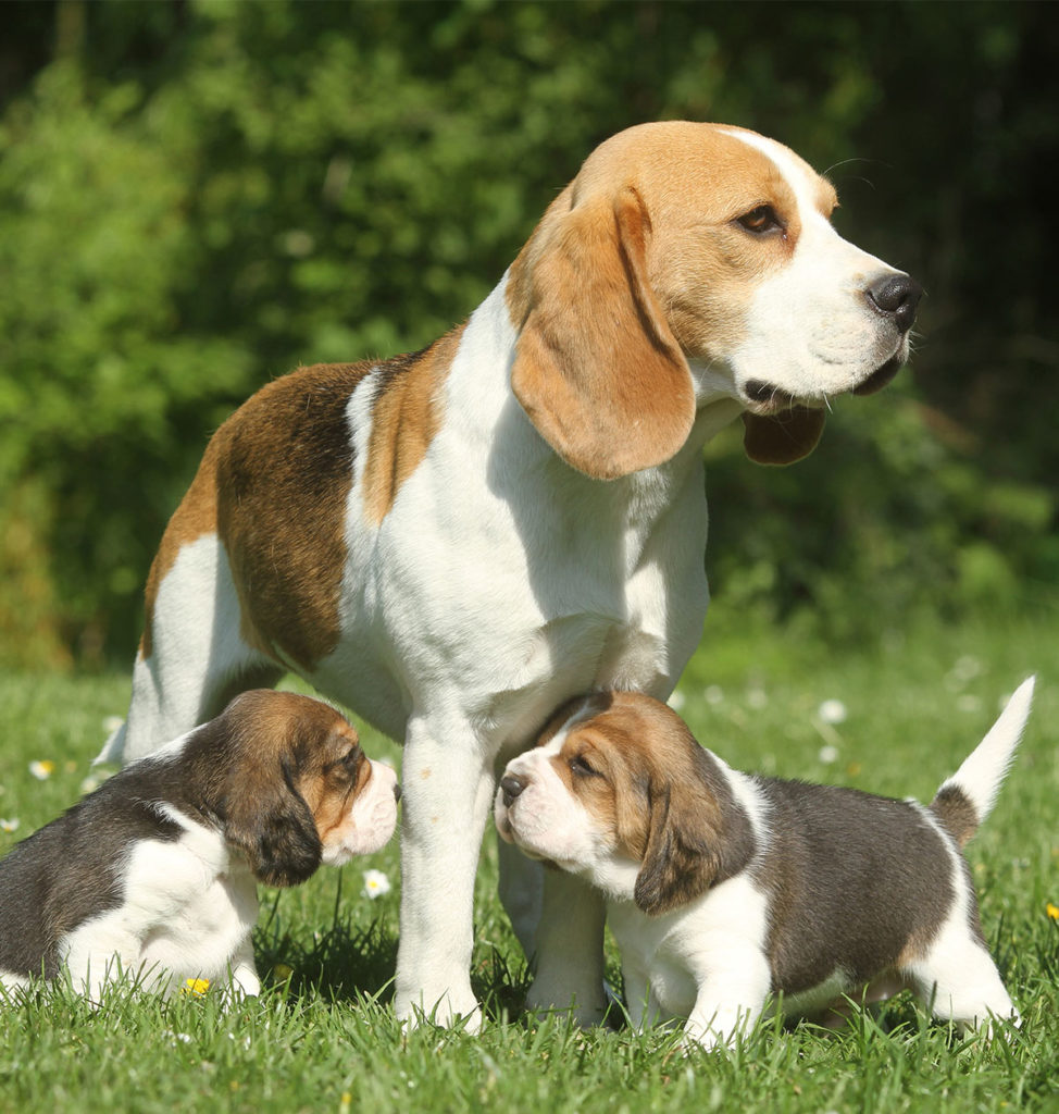 Beagle Archives - The Happy Puppy Site