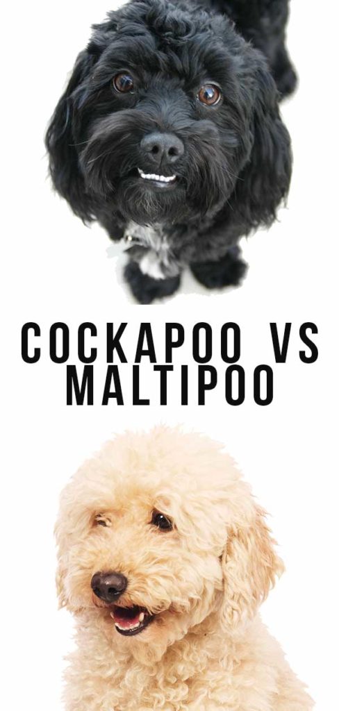 Cockapoo vs Maltipoo - kun je het verschil zien? | Anne Marie