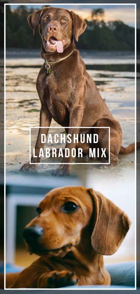 Gravhund Labrador Mix - Er denne kontrasterende blanding den rigtige ...