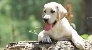 Labrador Names - Over 300 Yellow, Black and Chocolate Lab Names
