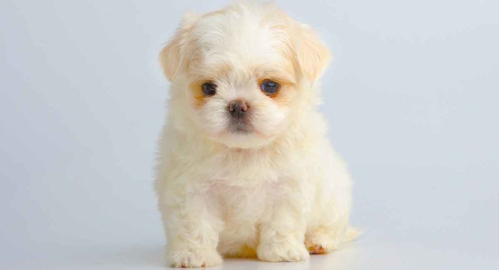 Teacup Maltese - Discover The Miniature Maltese Dog