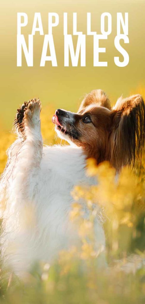 Papillon Names - Will You Find The Perfect Name For Your Puppy?