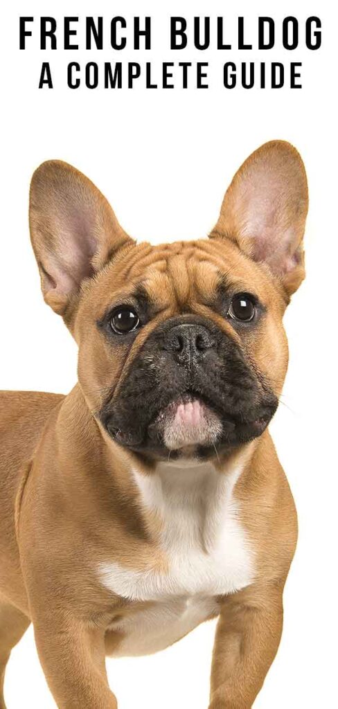 French Bulldog Breed Information Center - The Complete Frenchie Guide