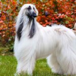 Different Types Of Dogs: The Dog Breed Groups Explained
