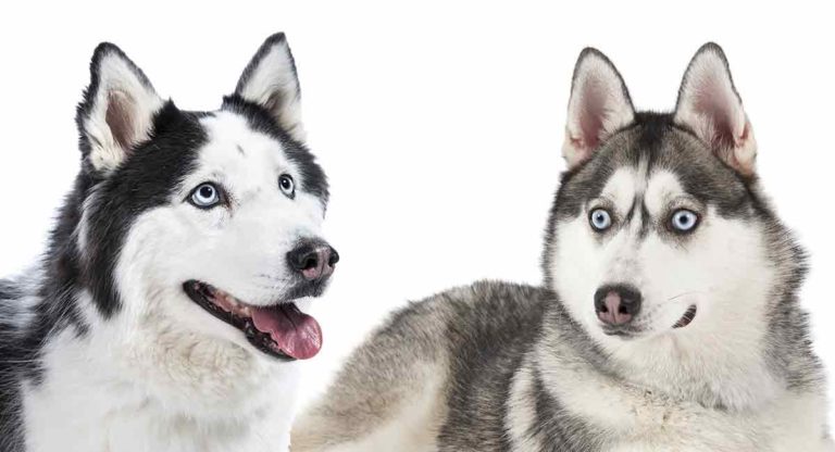 Husky Colors, Patterns and the Meanings Behind The Coats