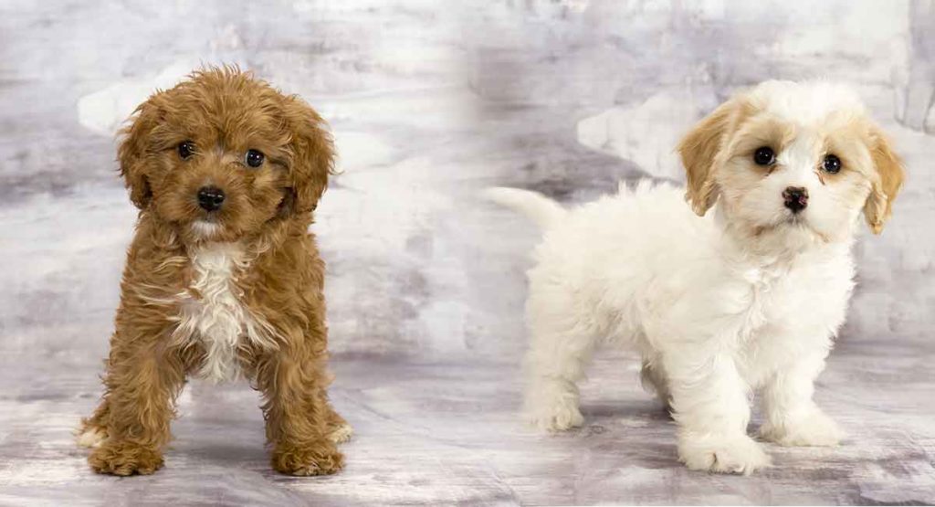 Cavachon vs Cavapoo – What’s the Difference Between These Hybrids?