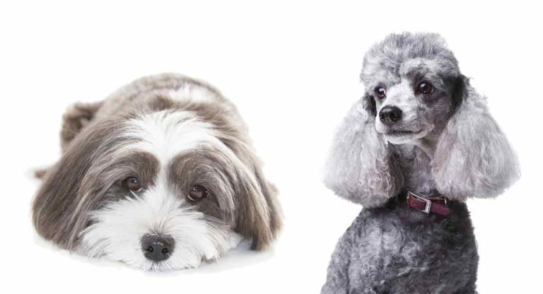 Small Poodle Mixes - 22 Adorable, Curly Poodle Mix Dogs
