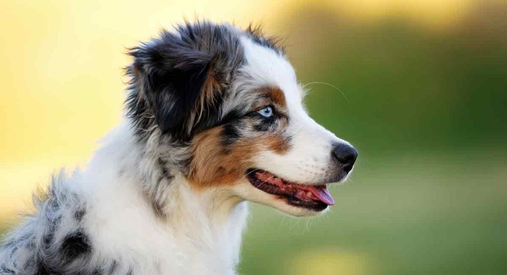 Mini Aussie Magic Or Madness? Is The Miniature Australian Shepherd ...