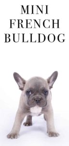 Mini French Bulldog: A Guide To The Teacup Sized Miniature Frenchie