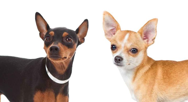 Miniature Pinscher Chihuahua Mix Breed: A Guide To The Chipin Dog