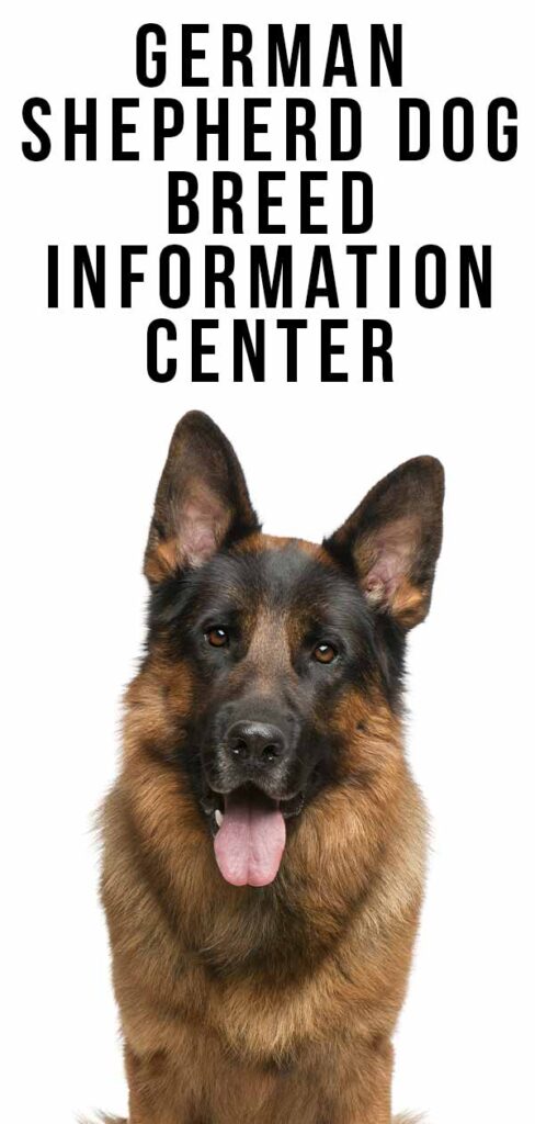 German Shepherd Dog Breed Information Center