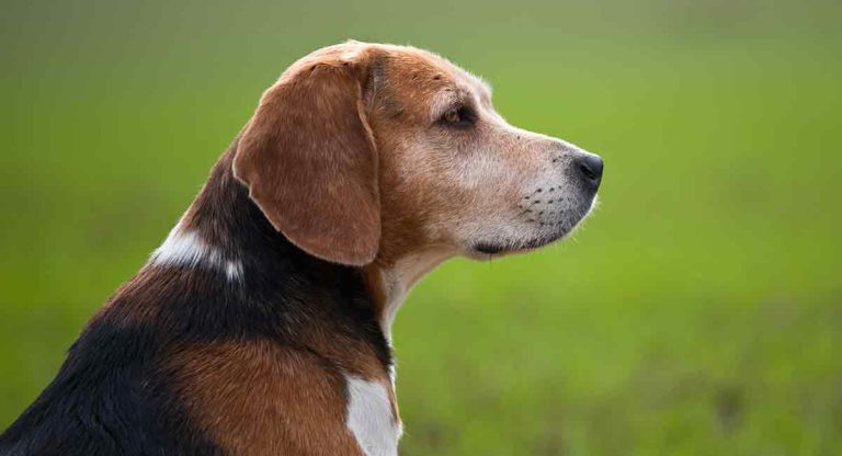 Old Beagle: Everything You Need to Know as Your Dog Ages
