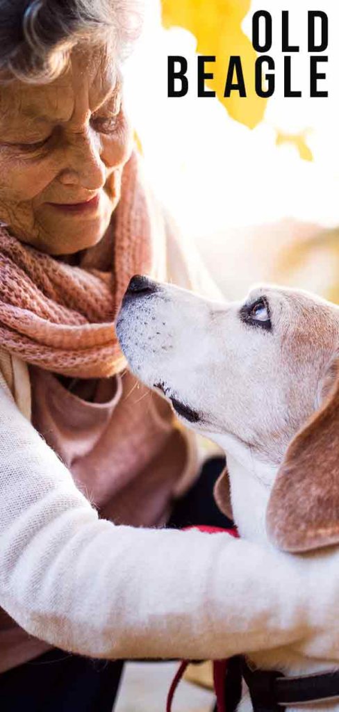 Old Beagle: Everything You Need to Know as Your Dog Ages