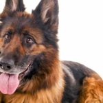 German Shepherd Mix: 25 Popular And 6 Rare Breeds