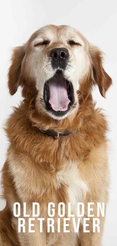 Old Golden Retriever - How Should You Care For Your Dog As It Ages?