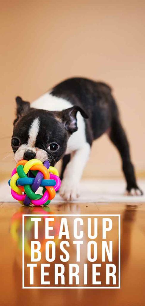 Teacup Boston Terrier: What’s This Tiny Dog Like?