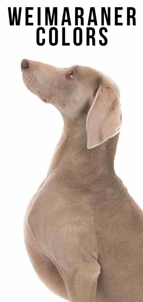 Weimaraner Colors - The Colorful World of the Weimaraner Dog