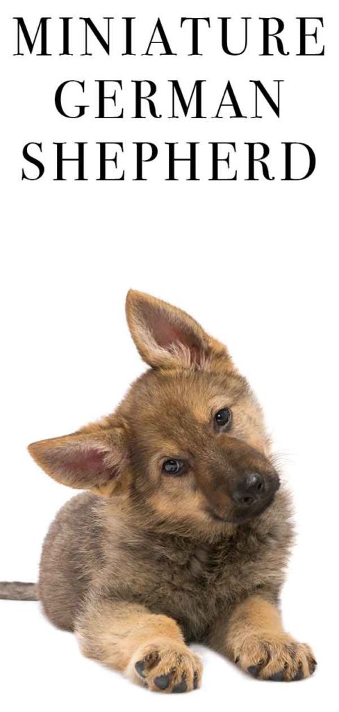 Miniature German Shepherd – A Mini Version of This Popular Breed
