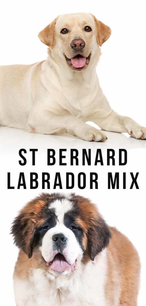 St. Bernard Lab Mix: Is There Room in Your Life for the Labernard?