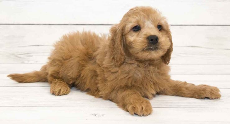 Mini Doodle Dogs - The Smallest Poodle Mixed Pets