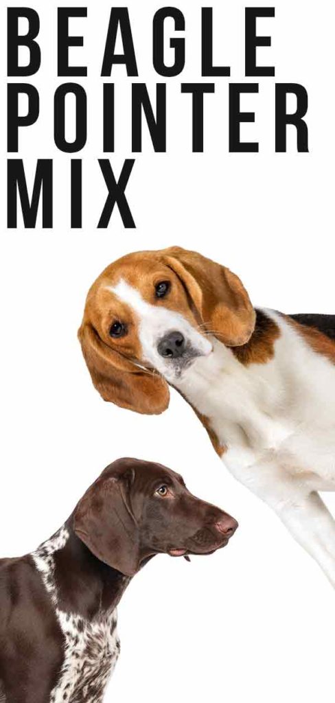Beagle Pointer Mix: Find out More About This Unusual Cross Breed