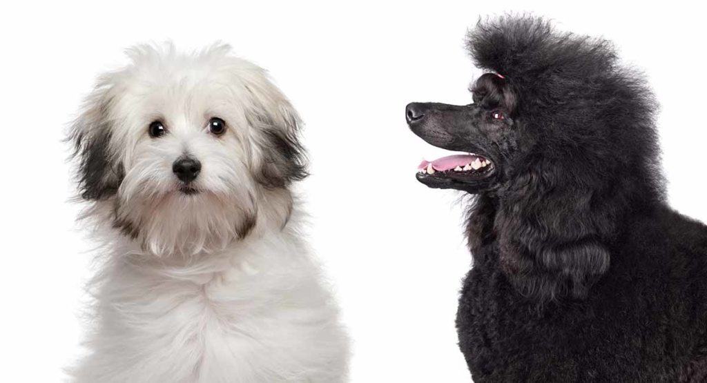 Bolonoodle – Find Out More About This Adorable Hybrid