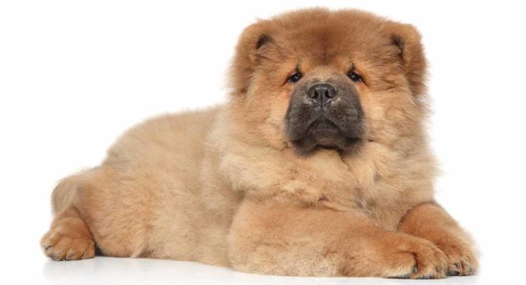 Akita Mixes - Top Akita Mix Breeds with Their Pros and Cons
