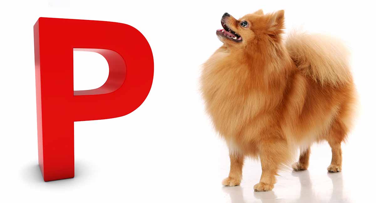 Dog Breeds That Start With P How Many Of These Breeds Do You Know Dog Breeds That Start With P How Many Of These Breeds Do You Know