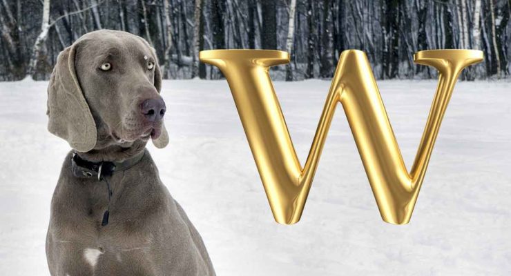 Breeds Archives - The Happy Puppy Site