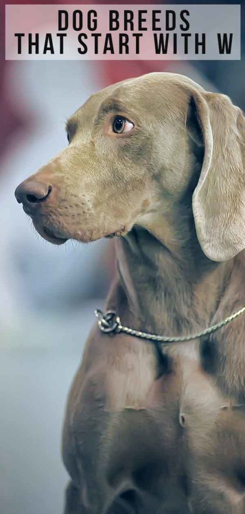 Dog Breeds That Start