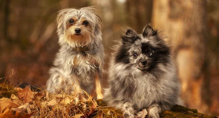 Dog Names That Start with ‘E’