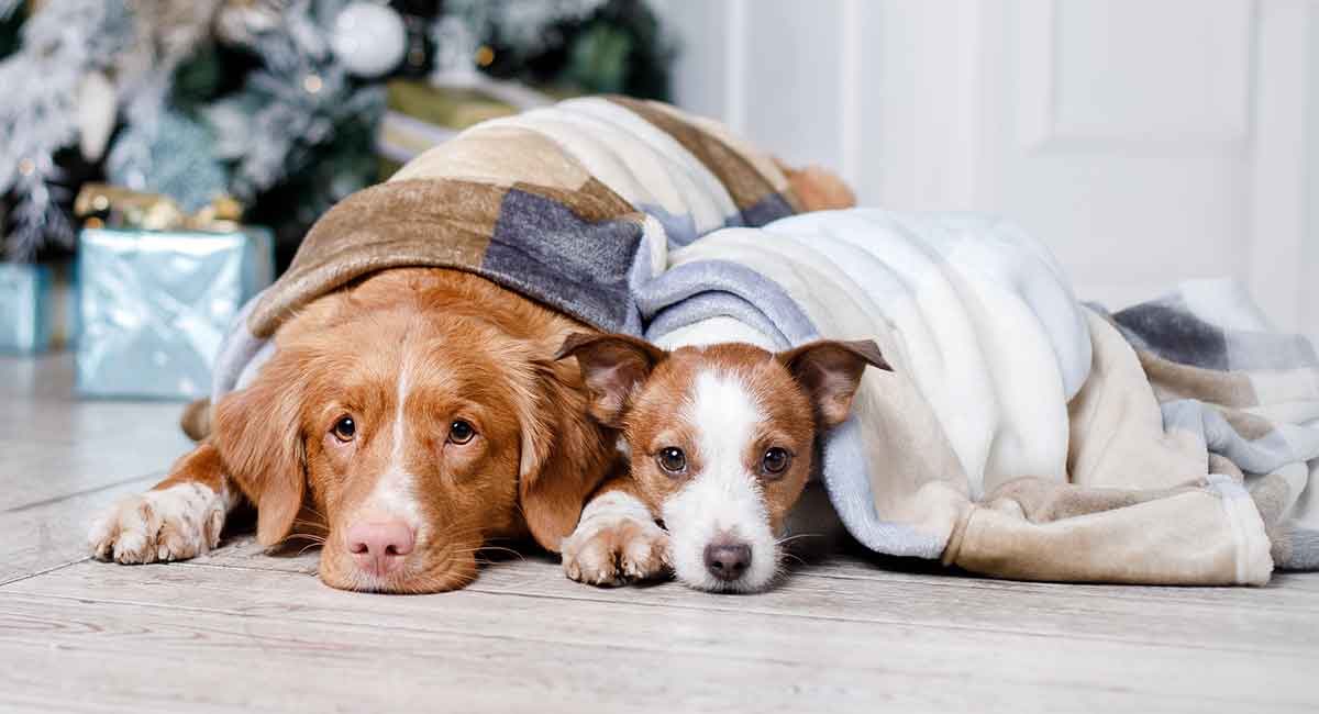 Dog Names That Start With F Some Great Ideas For Your New Pup Dog Names That Start With F Some Great Ideas For Your New Pup